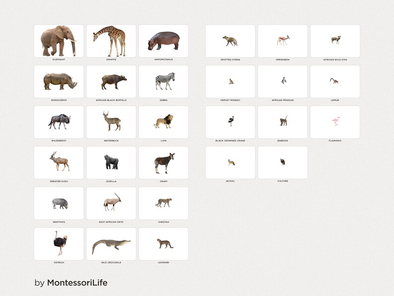 AFRICAN ANIMALS set 1, 29 Large Cards With Real Images & Proportions ...