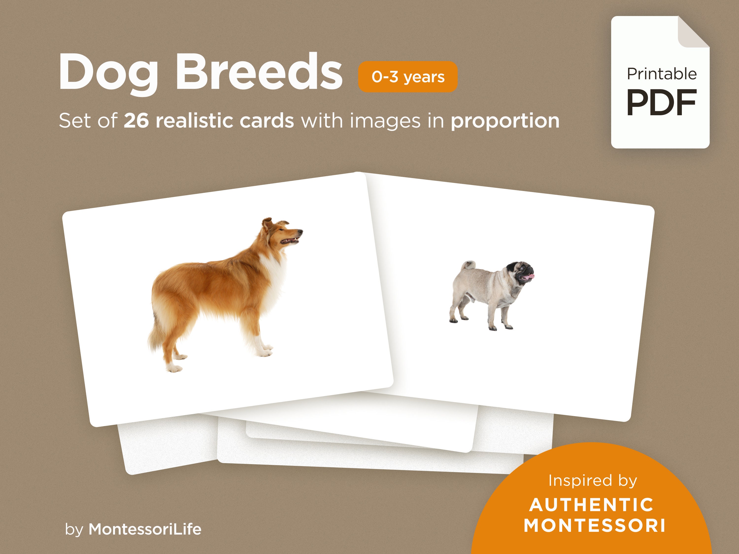 DOG BREEDS 26 Large Cards With Real Images & Proportions - Etsy