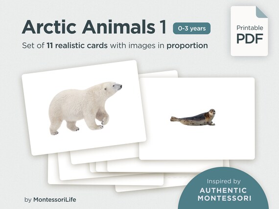 ARCTIC ANIMALS set 1 11 Large Cards With Real Images & | Etsy