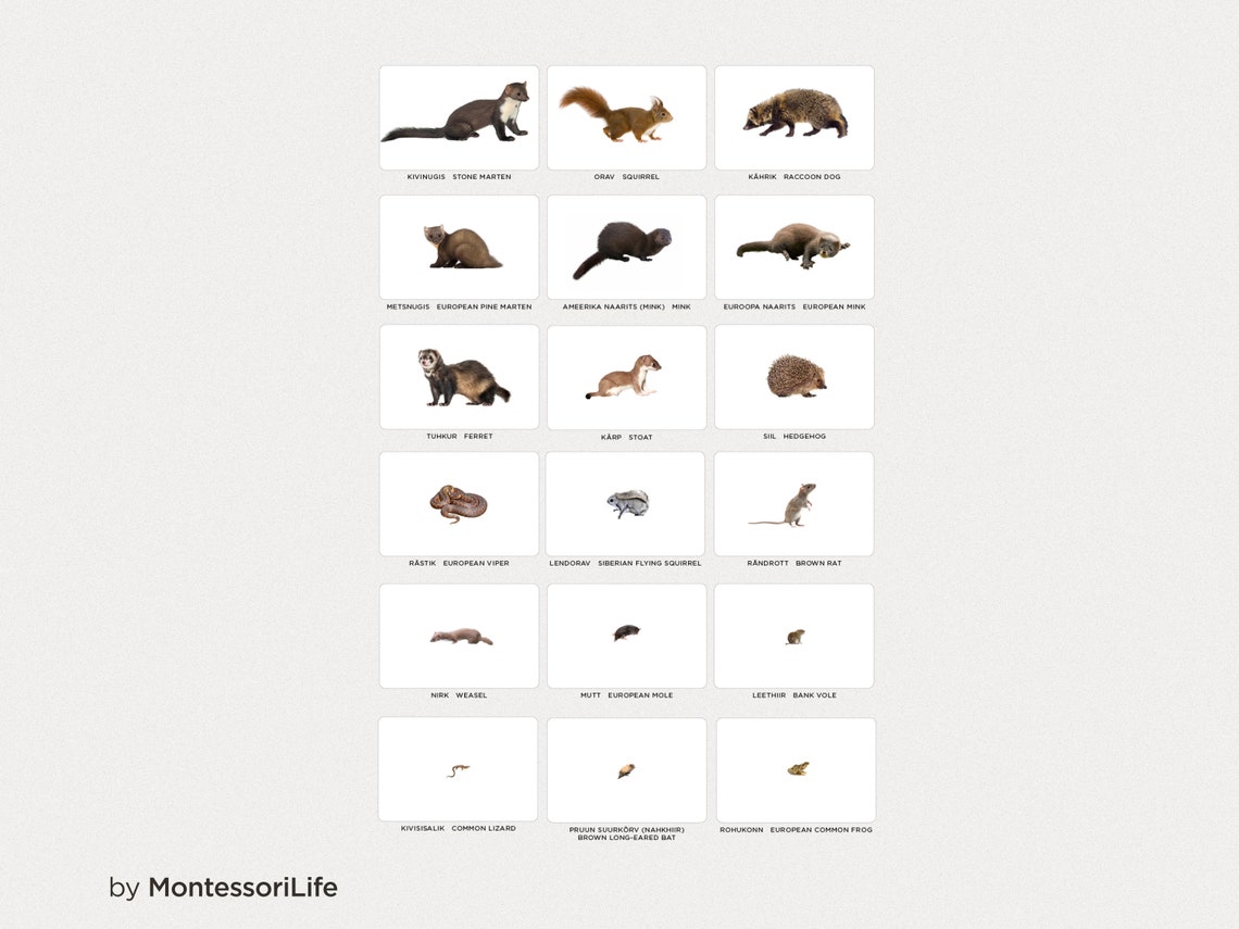 EESTI LOOMAD Estonian Animals (set 2), 18 Large Cards With Real Images ...