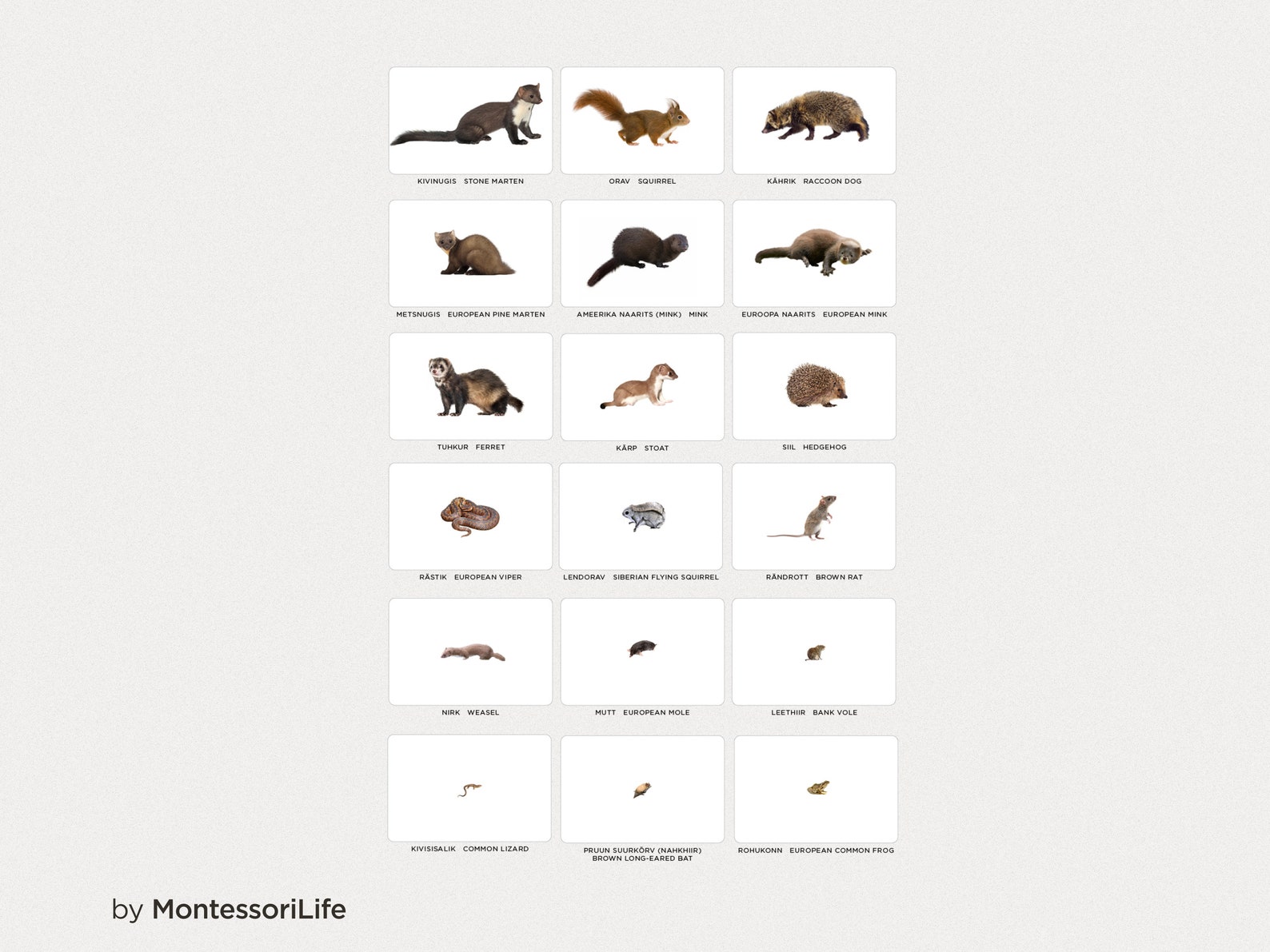 EESTI LOOMAD Estonian Animals set 2 18 Large Cards With | Etsy