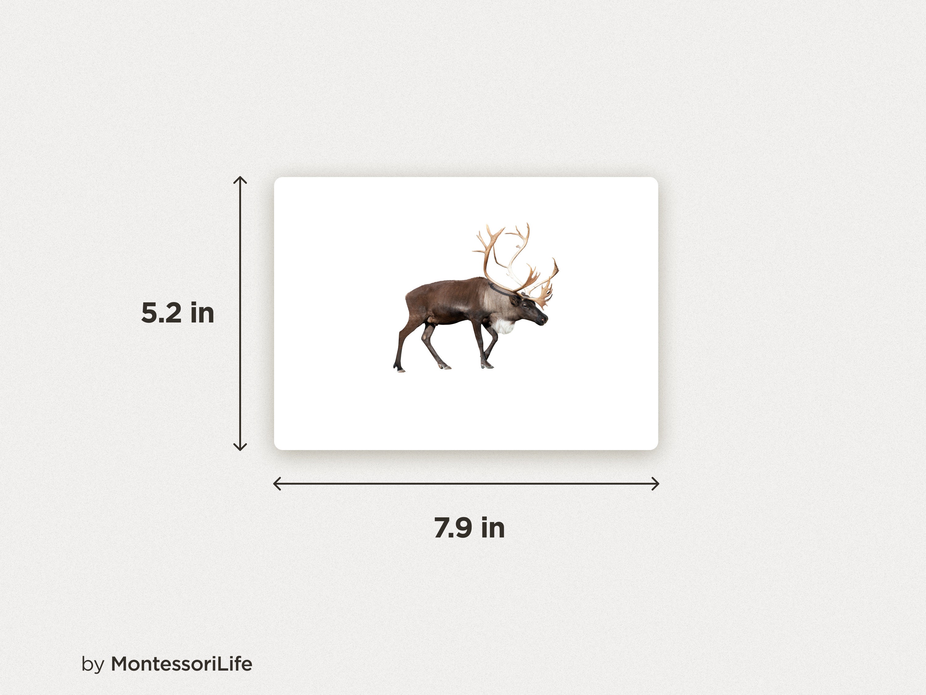 ARCTIC ANIMALS bundle, 24 Large Cards With Real Images & Proportions ...