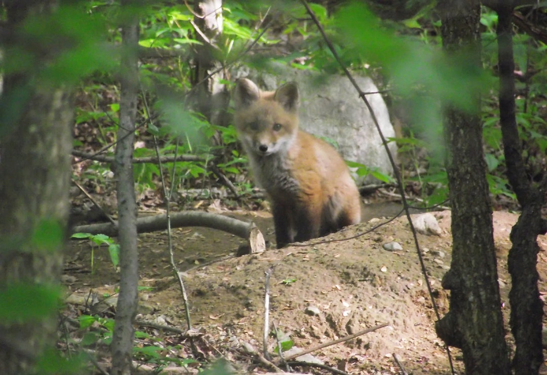 Fox Cub Alone in the Woods Color Photography Available Framed or Photo ...