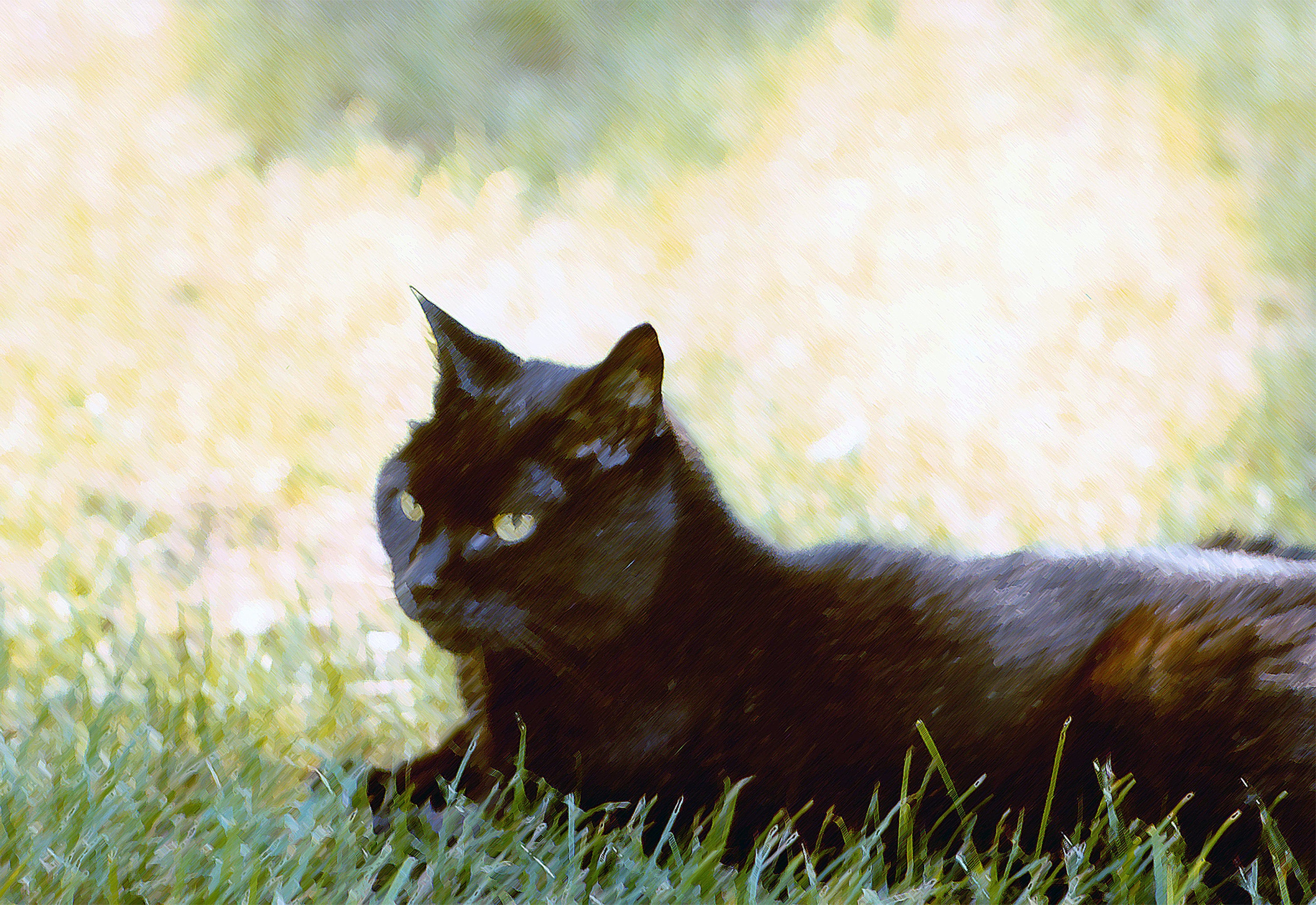 Black Cat in the Sun Photography Art Color. Available Framed or Photo ...