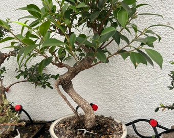 Bonsai Tree Golden Gate Ficus - Etsy