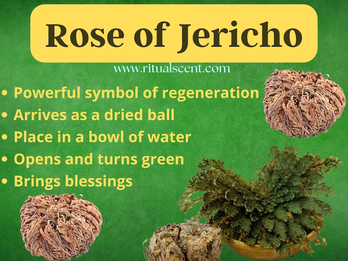 Large Rose of Jericho Resurrection Plant Rosa De Jerico - Etsy