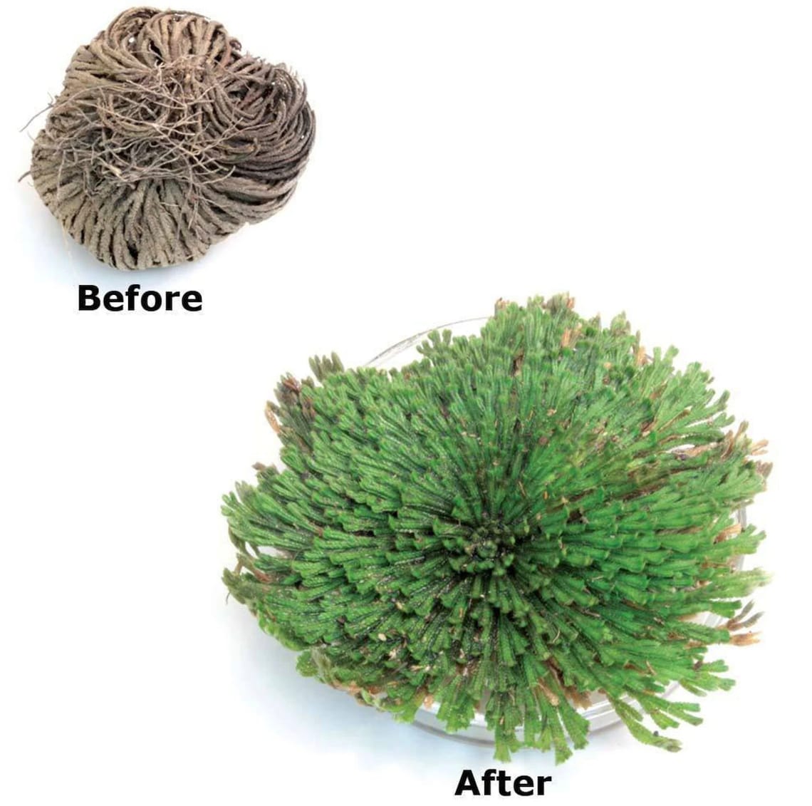 Large Rose of Jericho Resurrection Plant Rosa De Jerico Reviving House ...