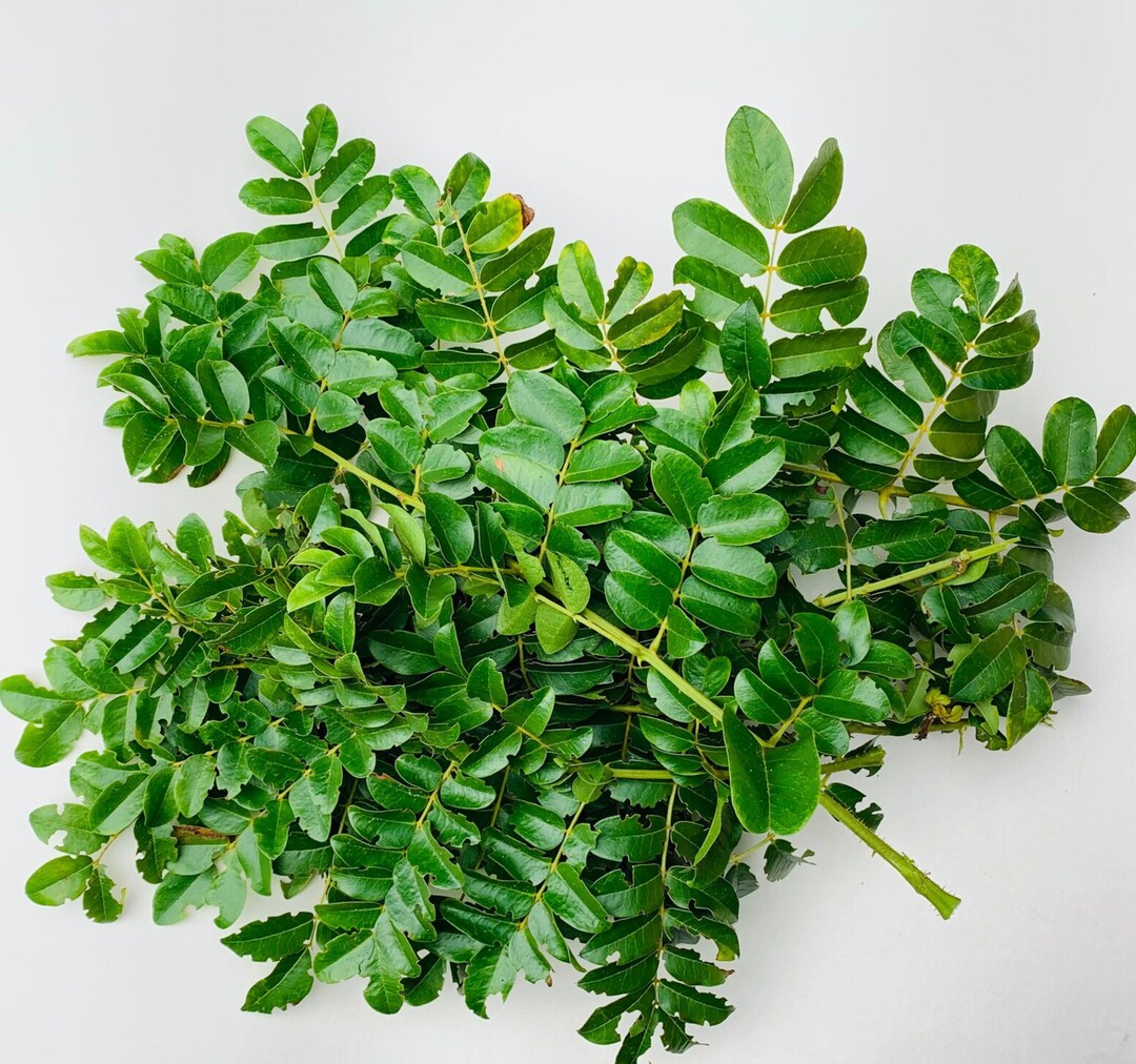 Quita Maldicion - Curse Removing Herb - Spiritual Cleansing Herbs ...