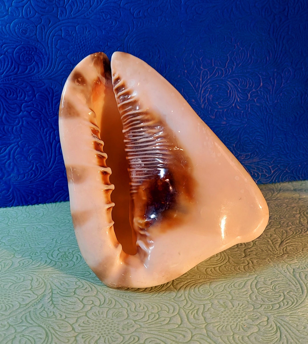 Elegua Shell Eshu Aye Aje Seashell Conch Warrior Orisha Eshu Legba Esu ...