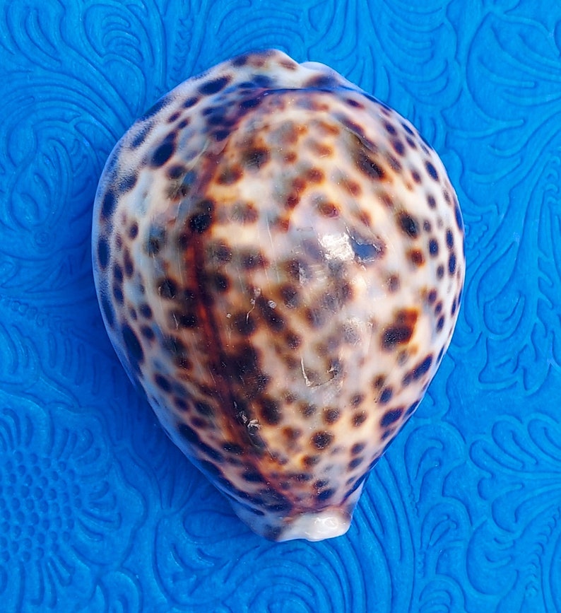 Tiger Cowries Orisha Shells Dilogun Orisha Tigre Oshun Ibu Kole Oya Oko ...