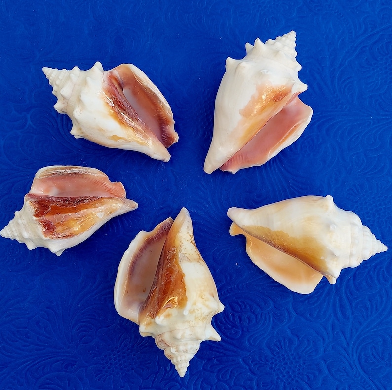 Orisha Shells Dilogun Orisha - Money Cowries - Orisha Oko Santeria ...