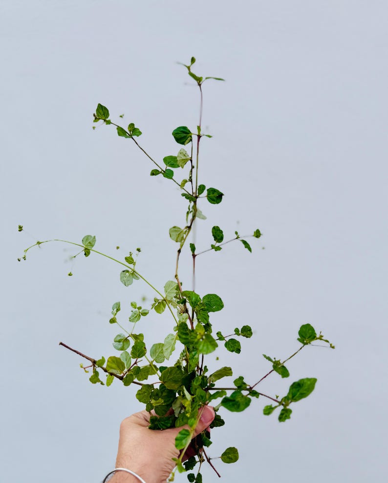 Ewe Etiponla Atiponla Fresh Cuttings | Wealth & Prosperity Herb ...