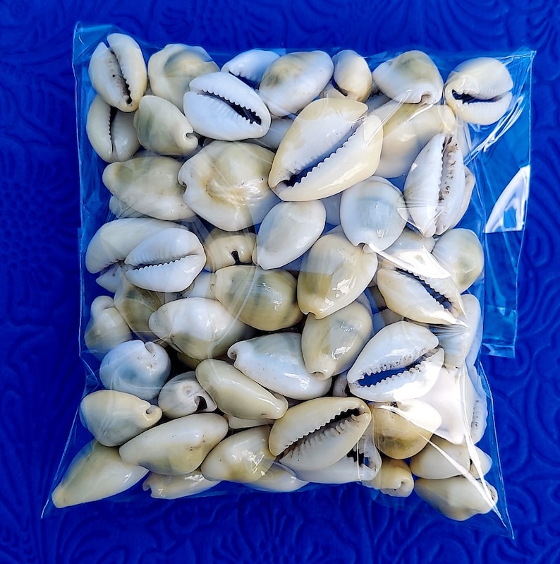 Orisha Shells Dilogun Orisha - Money Cowries - Orisha Oko Santeria ...