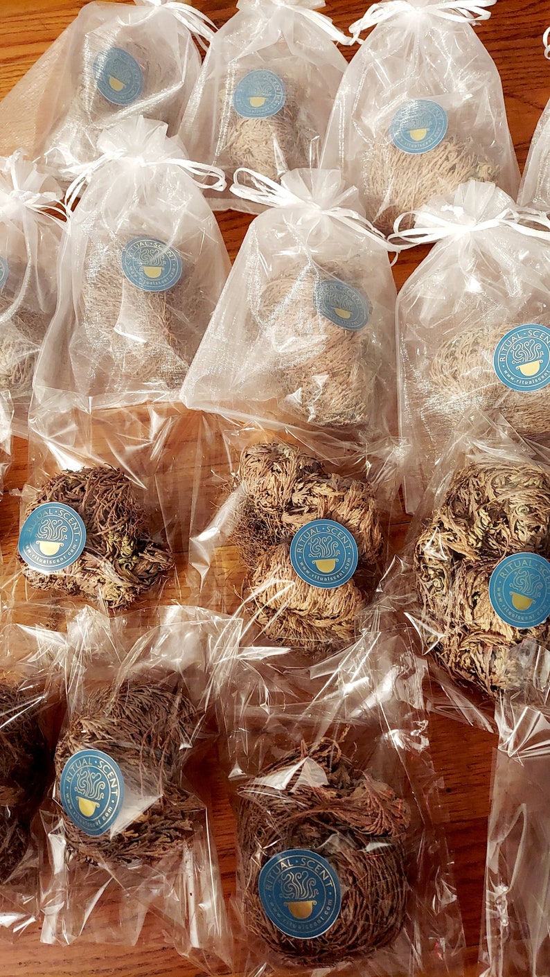 Large Rose of Jericho Resurrection Plant Rosa De Jerico Reviving House ...