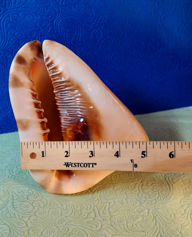 Eshu Aye Elegua Shell Aje Seashell Conch Warrior Orisha Eshu Legba Esu ...