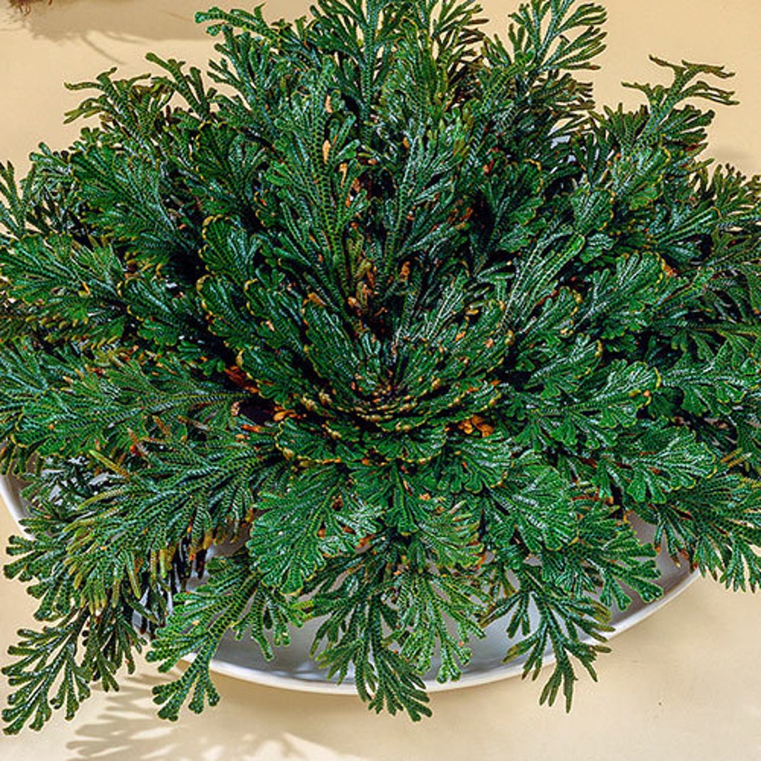 Large Rose of Jericho Resurrection Plant Rosa De Jerico Reviving House ...