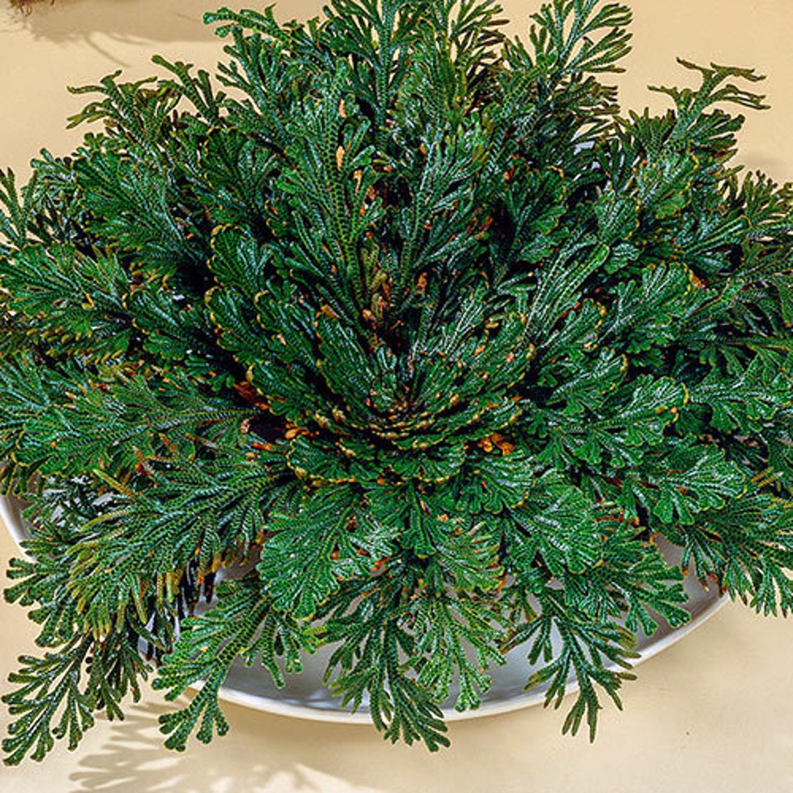 Large Rose of Jericho Resurrection Plant Rosa De Jerico - Etsy