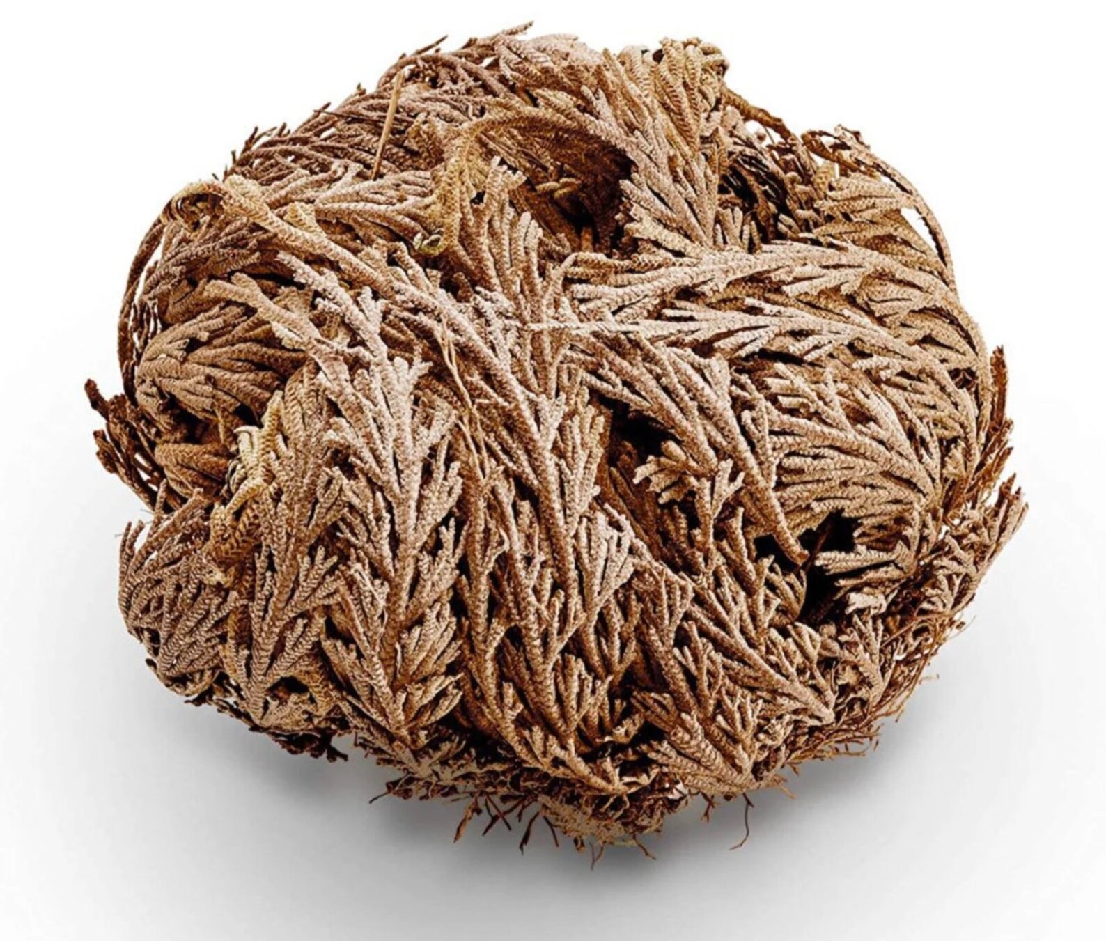 Large Rose of Jericho Resurrection Plant Rosa De Jerico Reviving House ...
