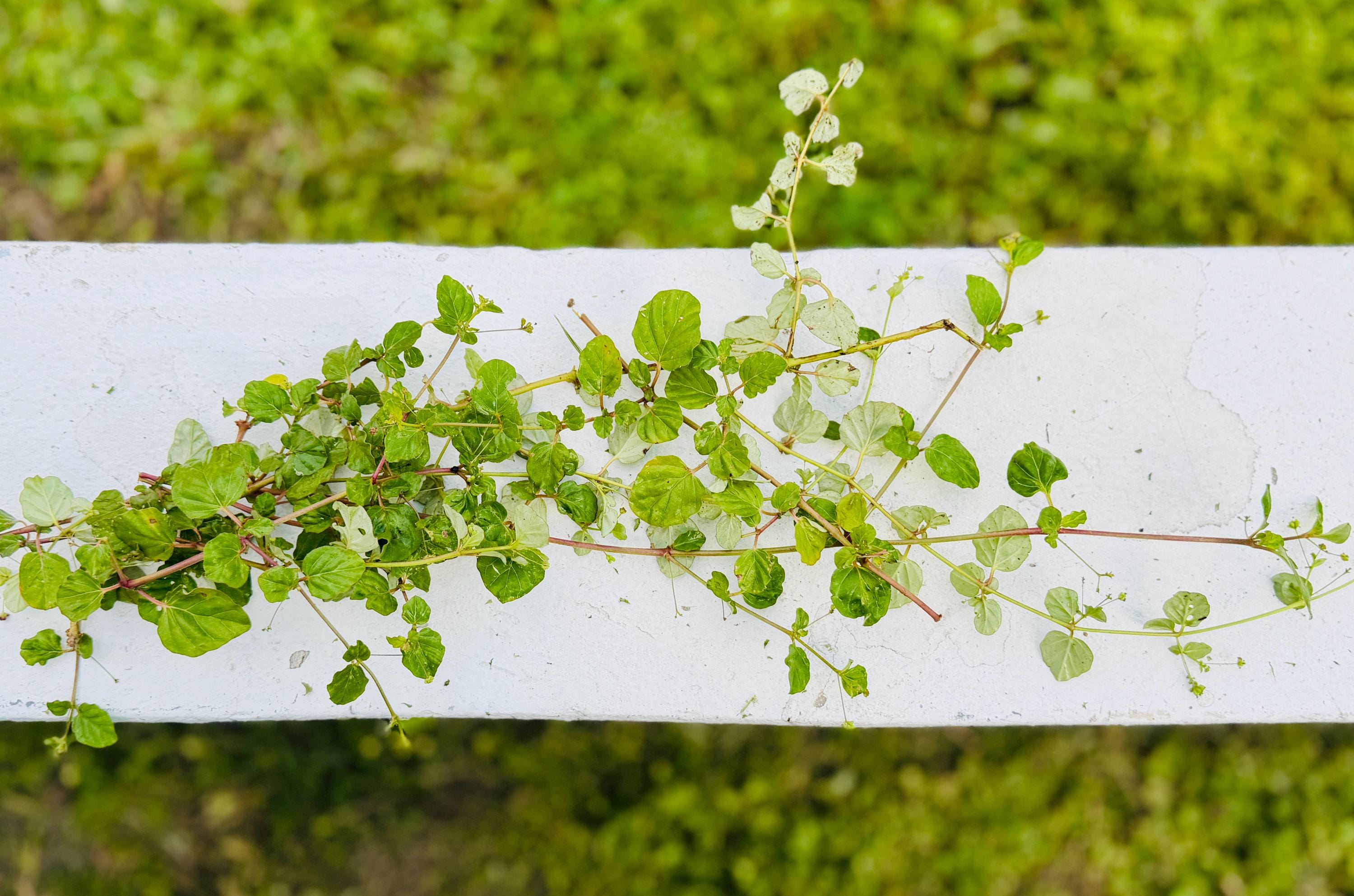 Ewe Etiponla Atiponla Fresh Cuttings | Wealth & Prosperity Herb ...