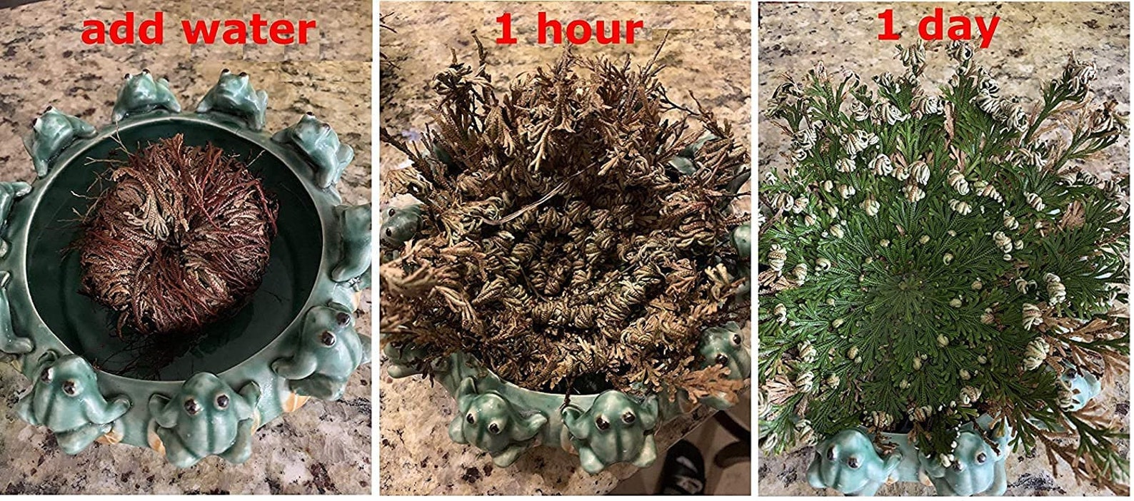 Large Rose of Jericho Resurrection Plant Rosa De Jerico Reviving House ...