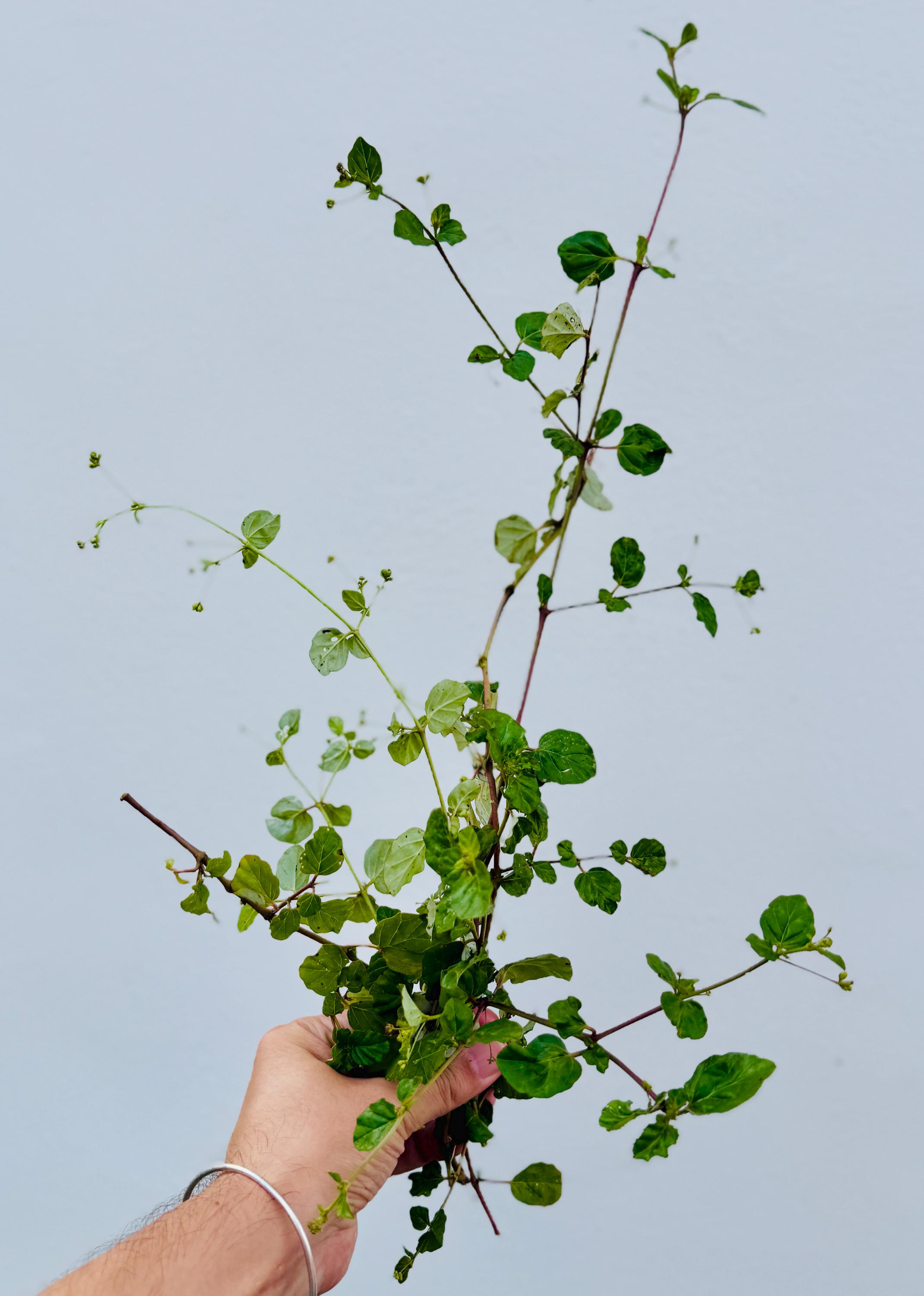 Ewe Etiponla Atiponla Fresh Cuttings | Wealth & Prosperity Herb ...