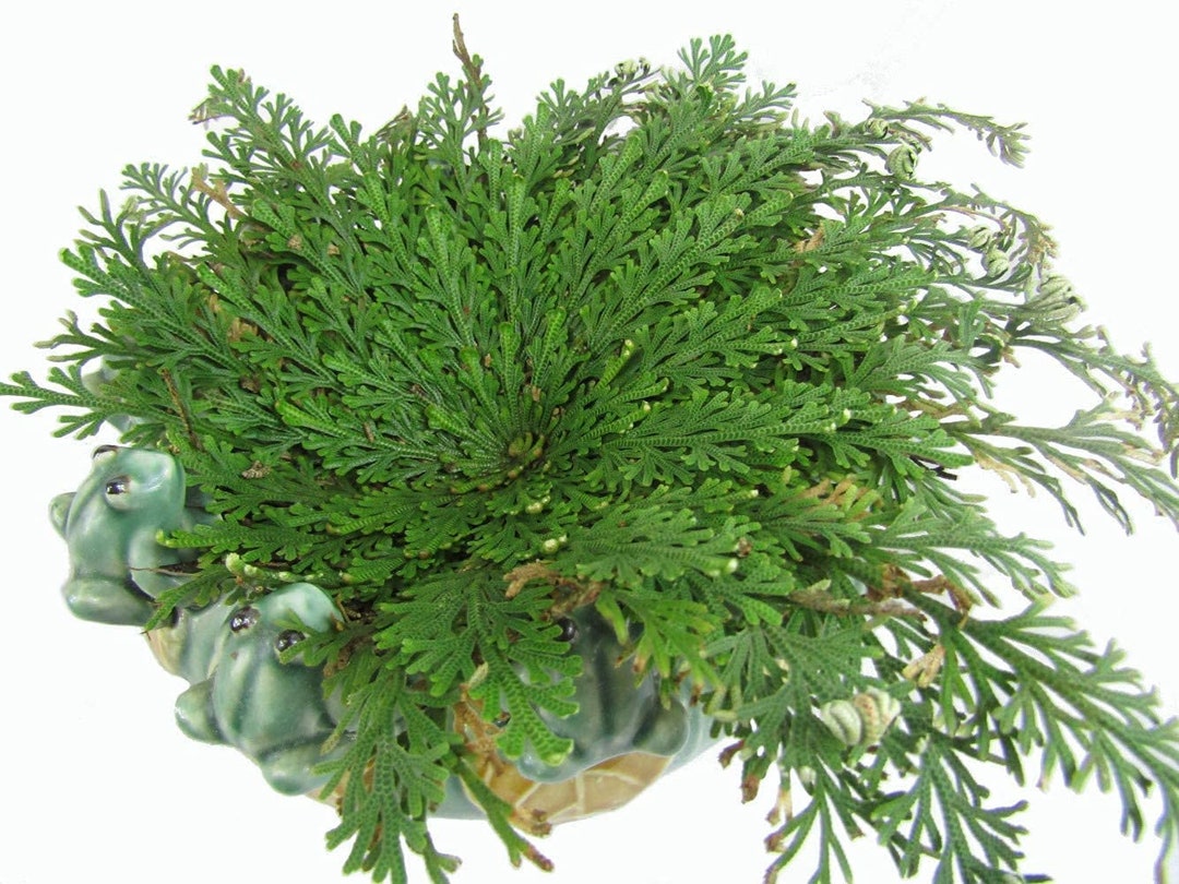 Large Rose of Jericho Resurrection Plant Rosa De Jerico Reviving House ...
