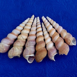 Orisha Shells Dilogun Orisha - Money Cowries - Orisha Oko Santeria ...