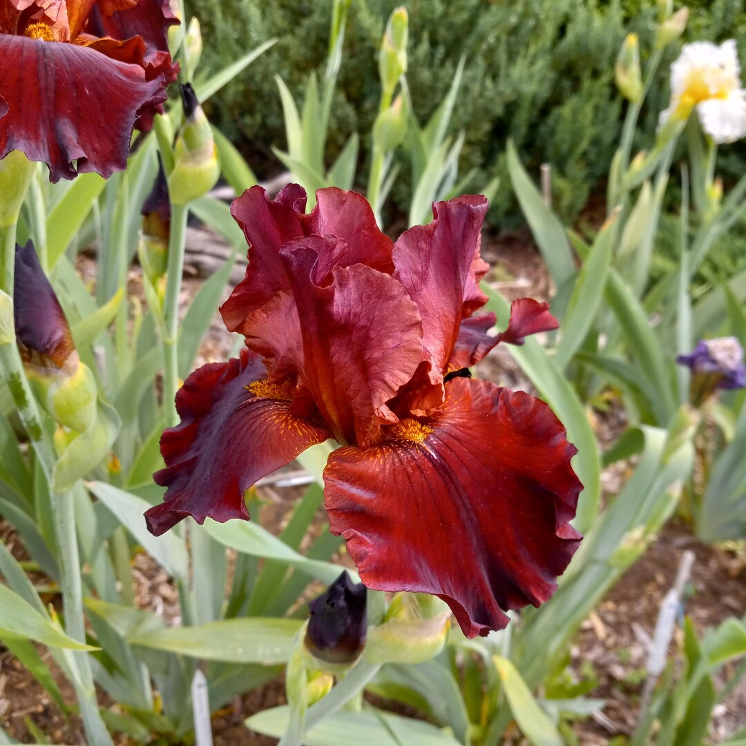 Mid-late Season Tall Bearded Iris "dynamite" Red "pow!" - Etsy