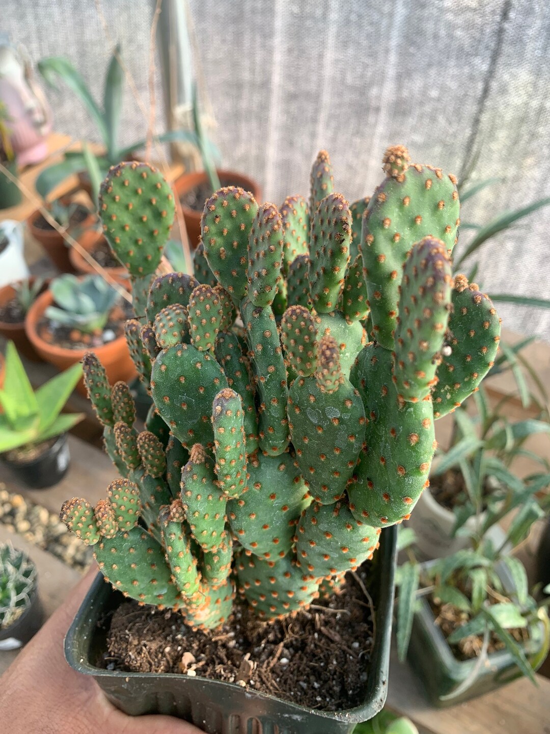 Opuntia Rufida Minima 'mini Cinnamon Cactus - Etsy