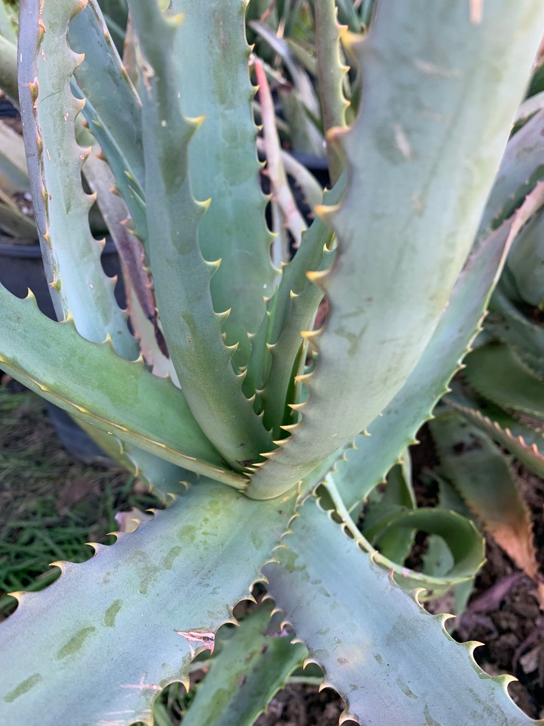 Aloe Arborescens Tree Candelabra Torch Aloe Krantz - Etsy