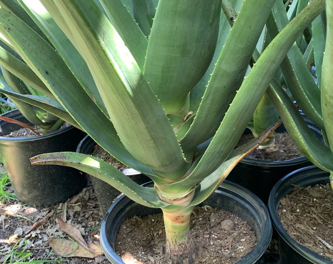 4”, 6”, 8”, or 5 Gallon Pot of Aloe Barberae, Giant Tree Aloe Succulent ...
