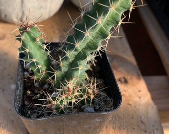 4 Lady Finger Cactus Plant Succulents-live Cactus-live - Etsy