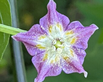 USA SELLER Chile De Arbol tree Pepper Hot Pepper 25 Seeds HEIRLOOM ...