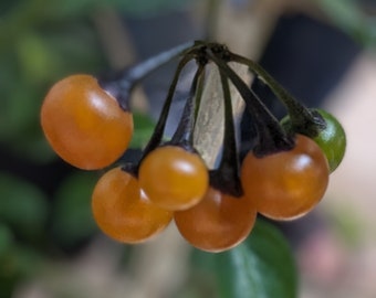 Sepia Serpent douglah X Reaper Pepper Premium Seed Packet - Etsy