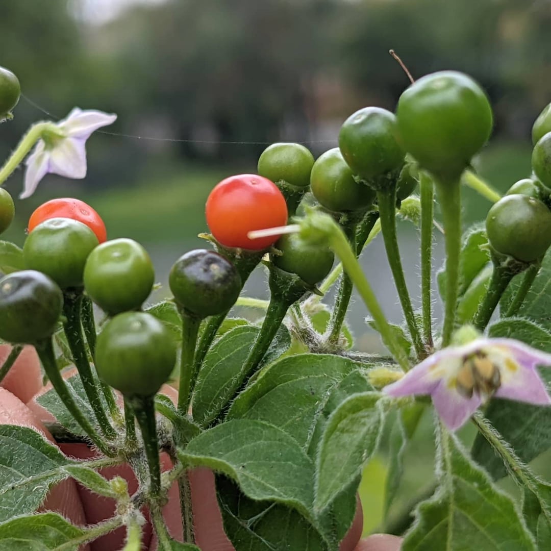 Very Rare Capsicum Praetermissum With Round Fruit. 10+ Seeds - Etsy