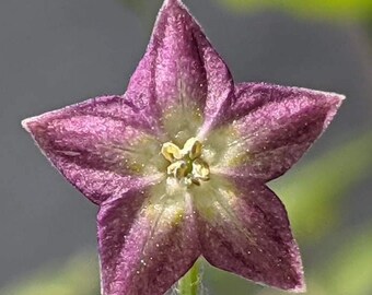 USA SELLER Chile De Arbol tree Pepper Hot Pepper 25 Seeds HEIRLOOM ...