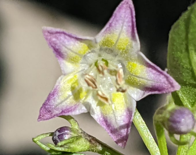 Cold Hardy Chili Pepper Seeds Capsicum Flexuosum, Aka February Fire ...