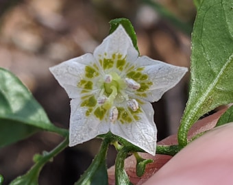 Cold Hardy Chili Pepper Seeds Capsicum Flexuosum, Aka February Fire ...