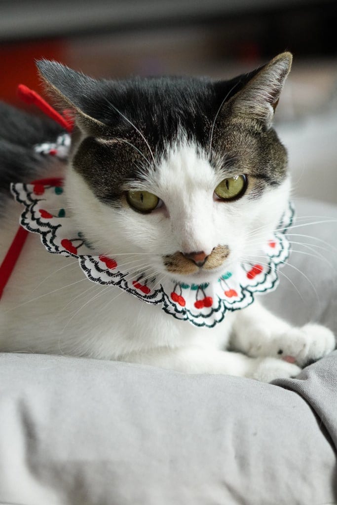 Cat Clothes Cherry Picnic Cape by Ocatnip Cat Collar Cat | Etsy