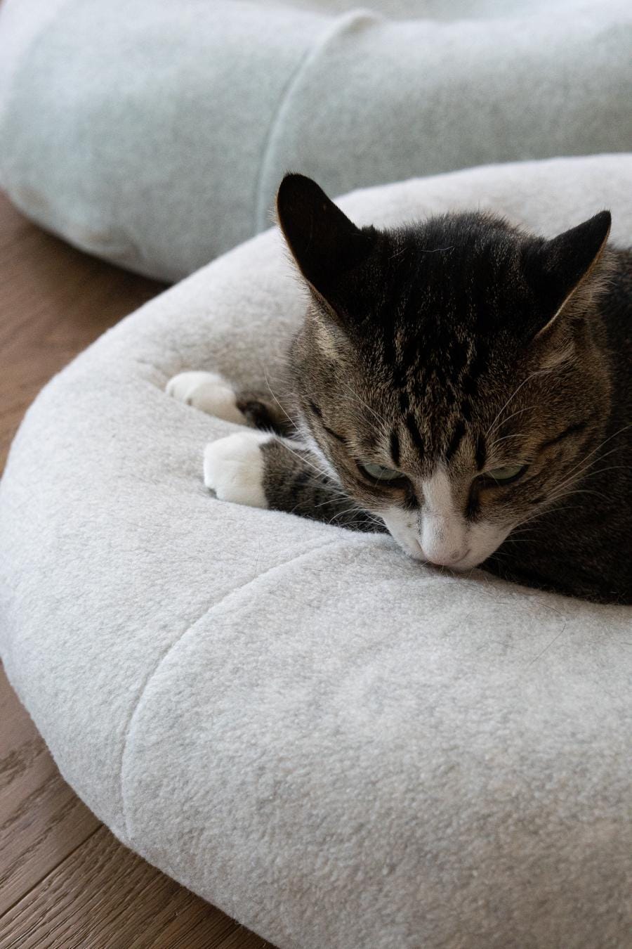 Mochi Pudding Bed for Cats and Dogs - Etsy