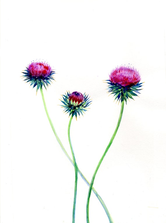 Digital Download Original Thistle Watercolor Painting | Etsy