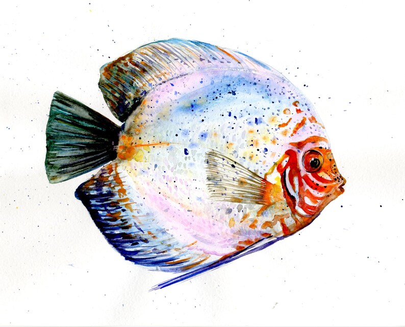 Discus Fish Original Watercolor Painting Home Decor Art Illustration ...