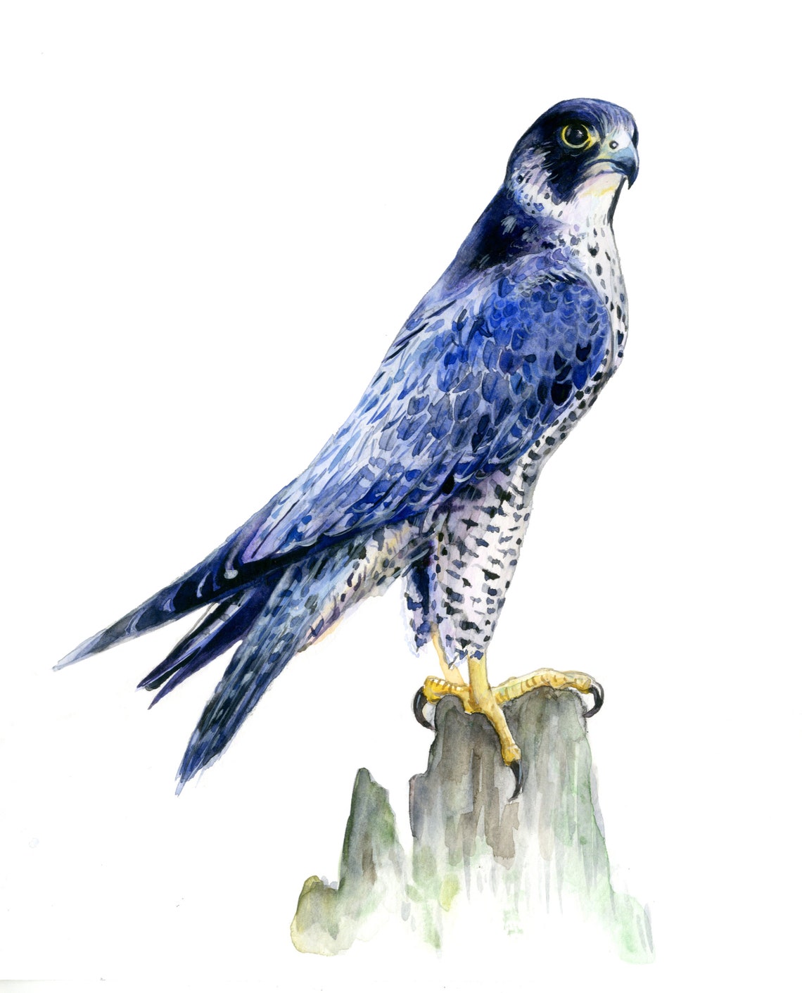 PEREGRINE FALCON Digital Download Original Watercolor Painting ...