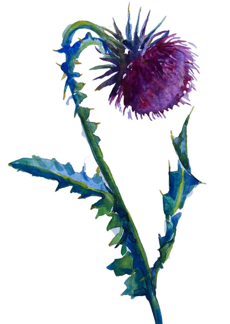 Thistle Watercolour Painting Original Watercolor Painting Gift for Her ...
