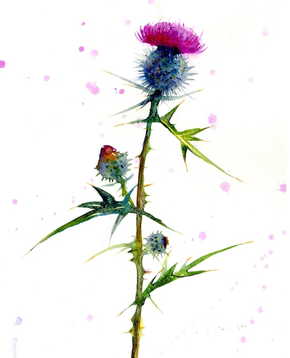 Digital Download Original Watercolor Painting Thistle Flowers | Etsy