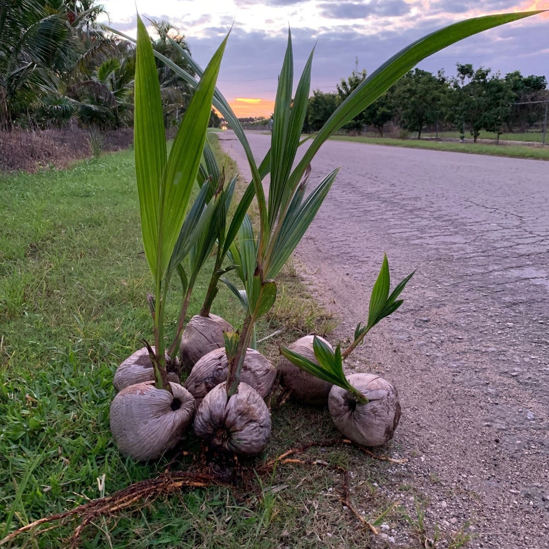 Coconut Sprout - Etsy