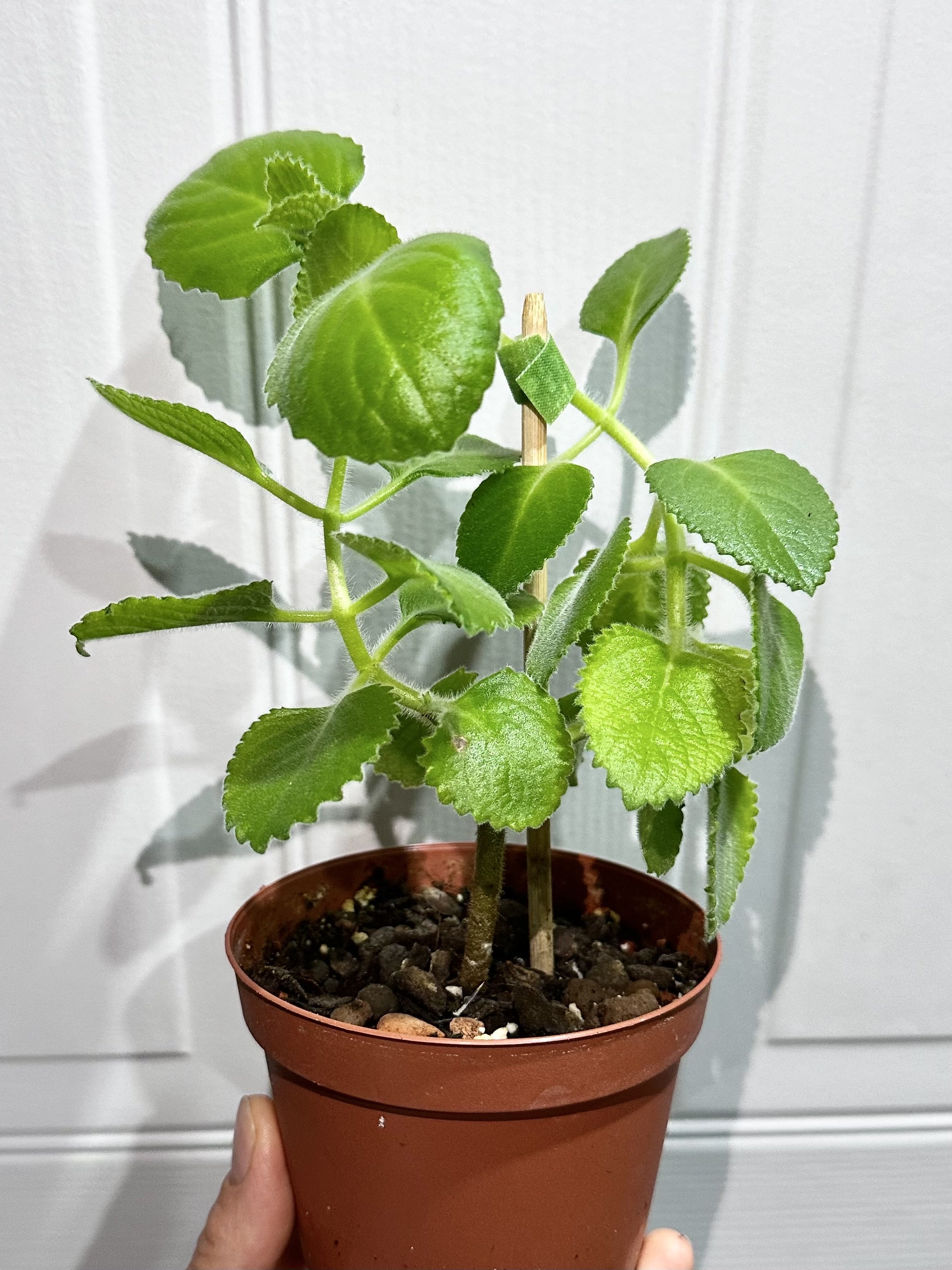 BOGOF - Vicks Plant - Rooted (A) or Unrooted (B) Cutting 7-10 Cm ...