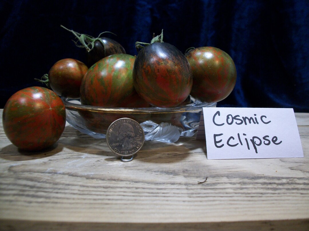 Cosmic Eclipse Tomato Seeds - Etsy