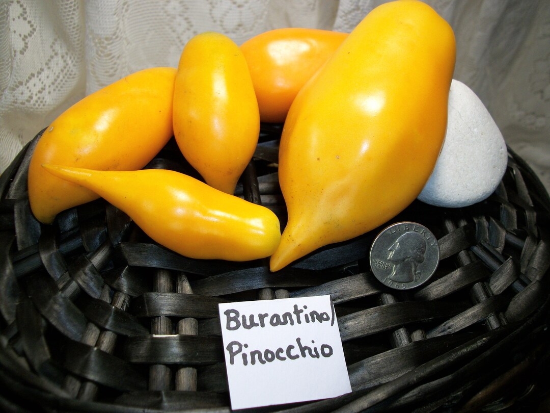 Burantino/pinocchio Tomato Seeds - Etsy
