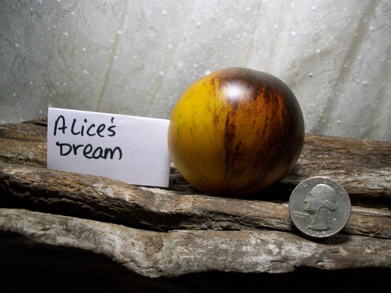 Alice's Dream Tomato Seeds - Etsy
